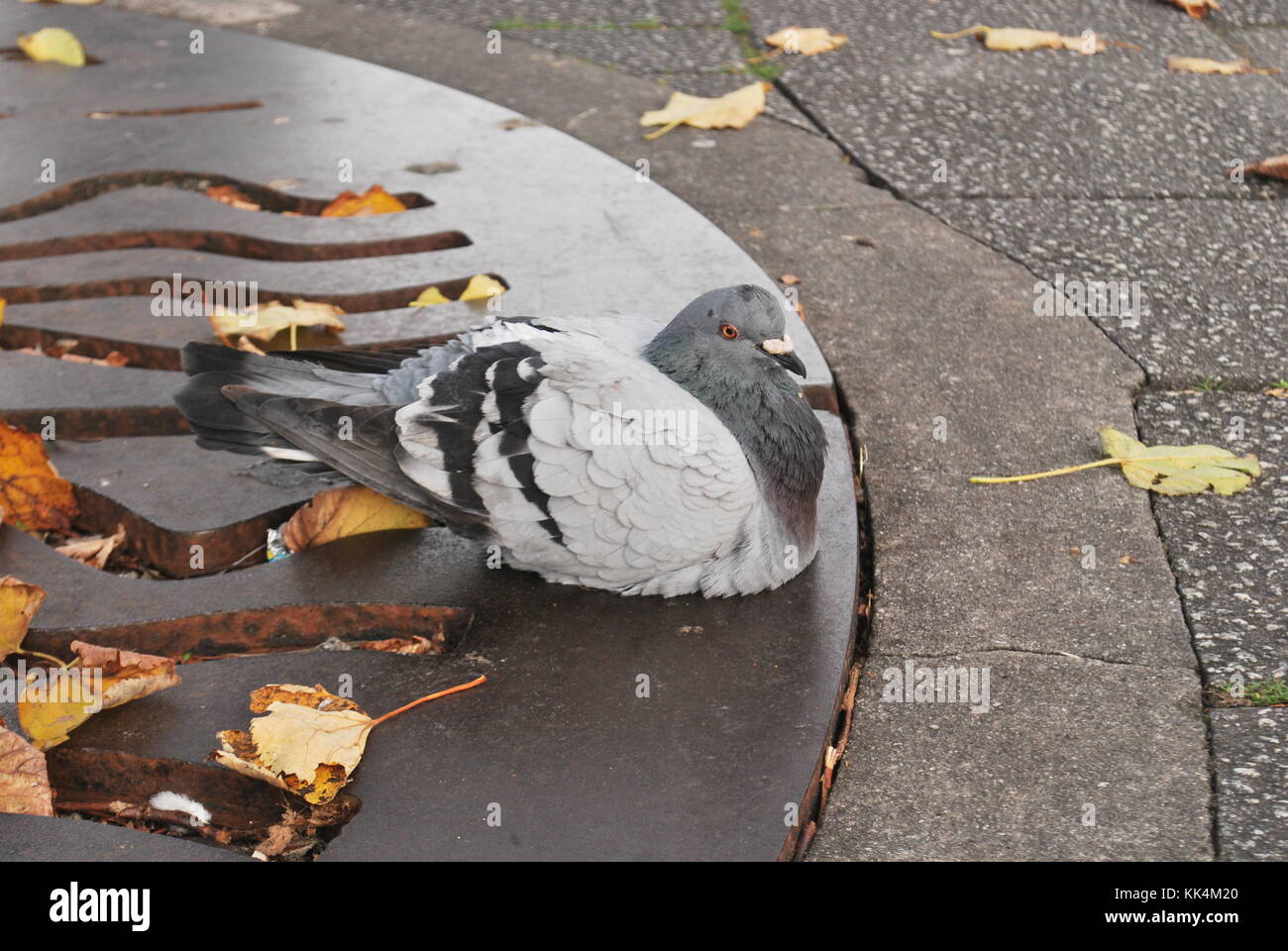 Male Et Femelle Pigeon Banque d'image et photos - Alamy
