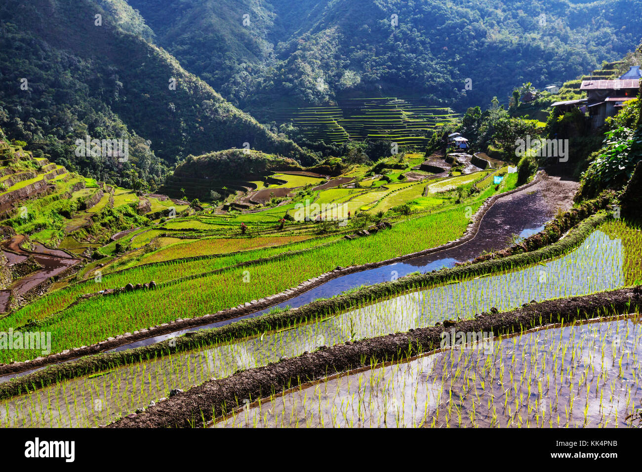 De belles terrasses de riz aux Philippines. . La culture du riz dans l ...