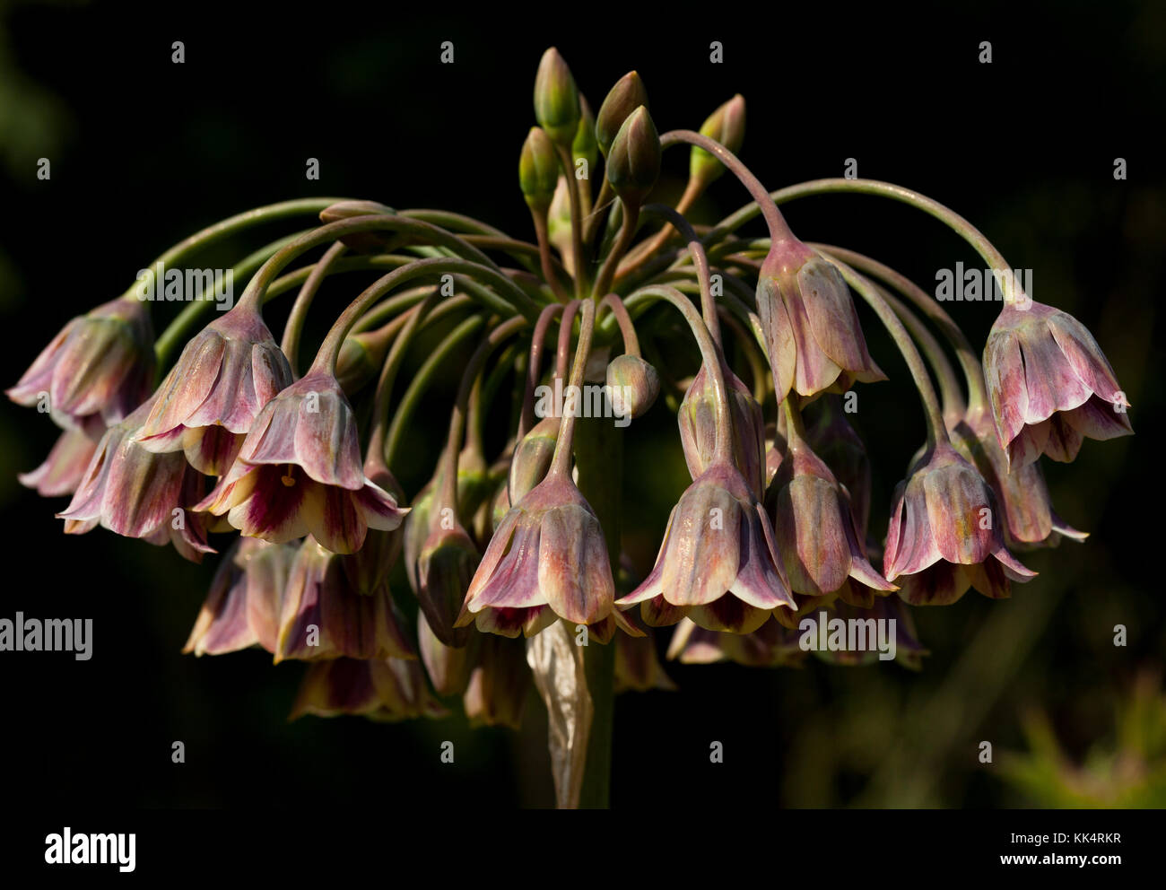 Fleurs En Forme De Cloche Rouge Banque d'image et photos - Alamy
