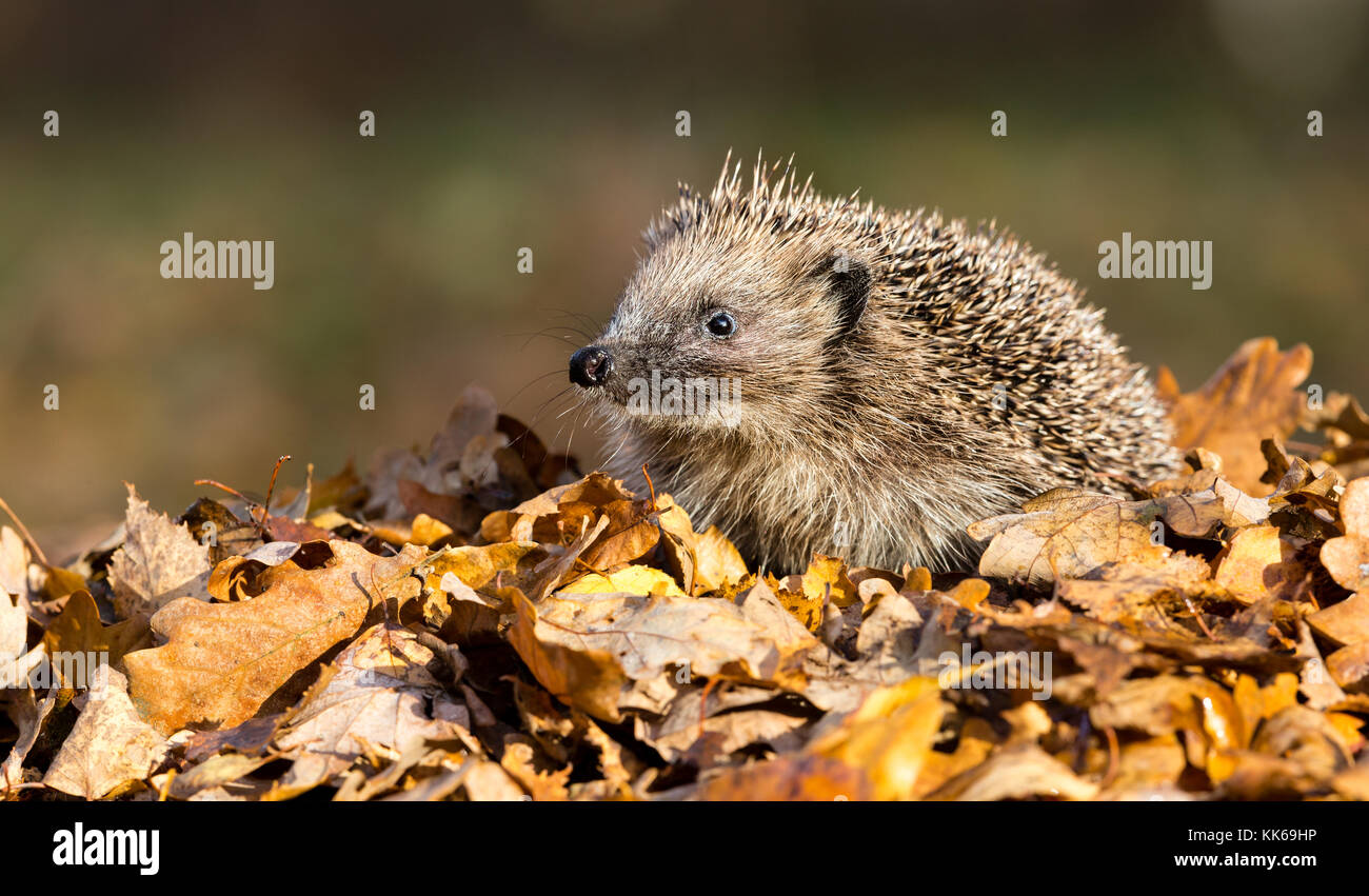 Hérisson en feuilles d'automne, prélevé à l'intérieur d'une peau de ...