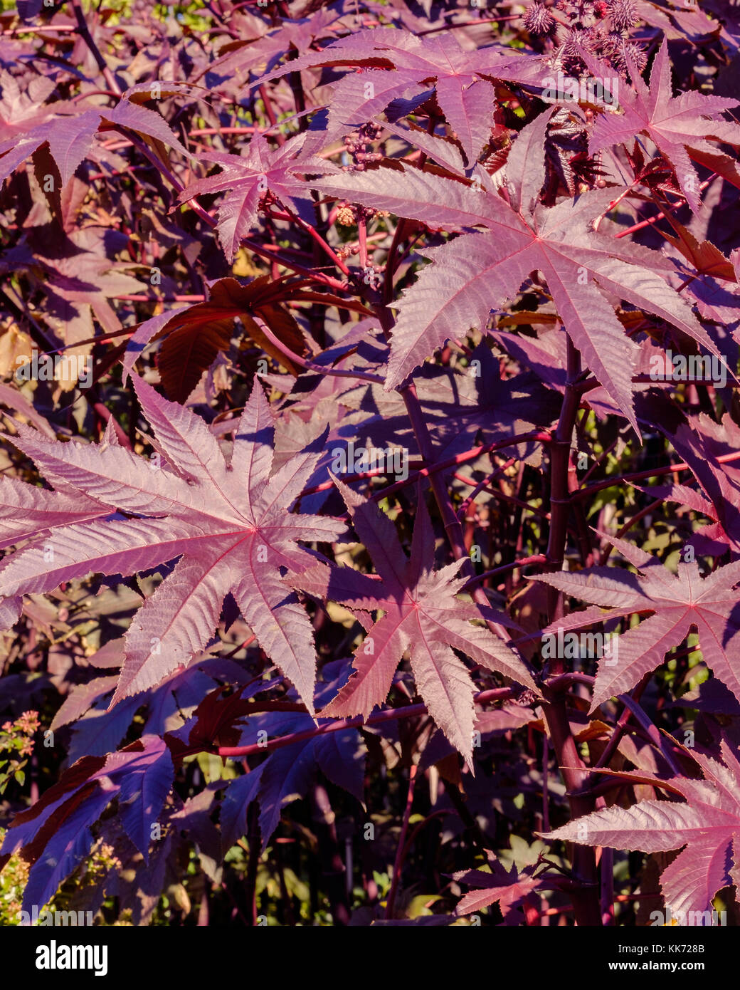 Plante de graine de ricin Banque de photographies et d’images à haute ...