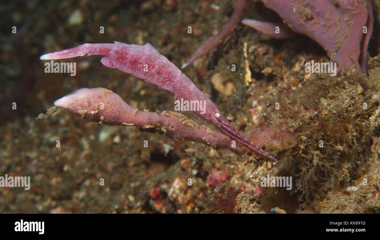 Crevette violette Banque de photographies et d’images à haute ...