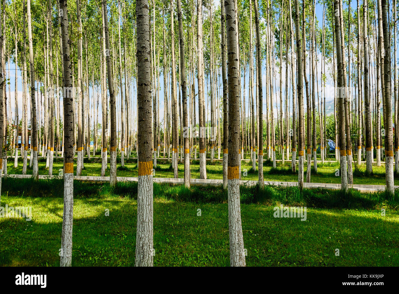 Une famille de Populus arbres sur le littoral de van Lake dans la ...