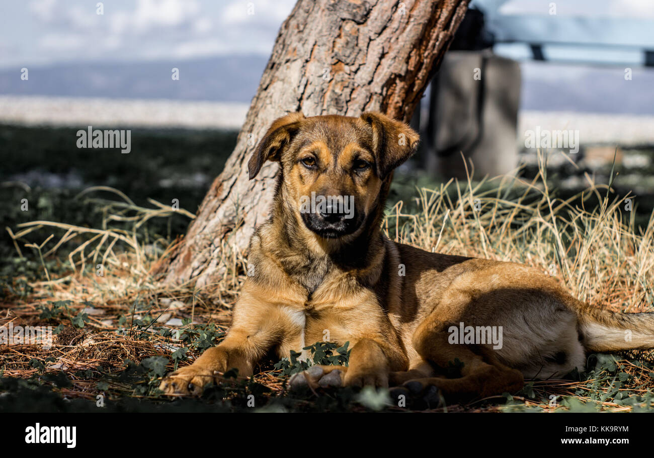 Chien galeux Banque de photographies et d’images à haute résolution - Alamy