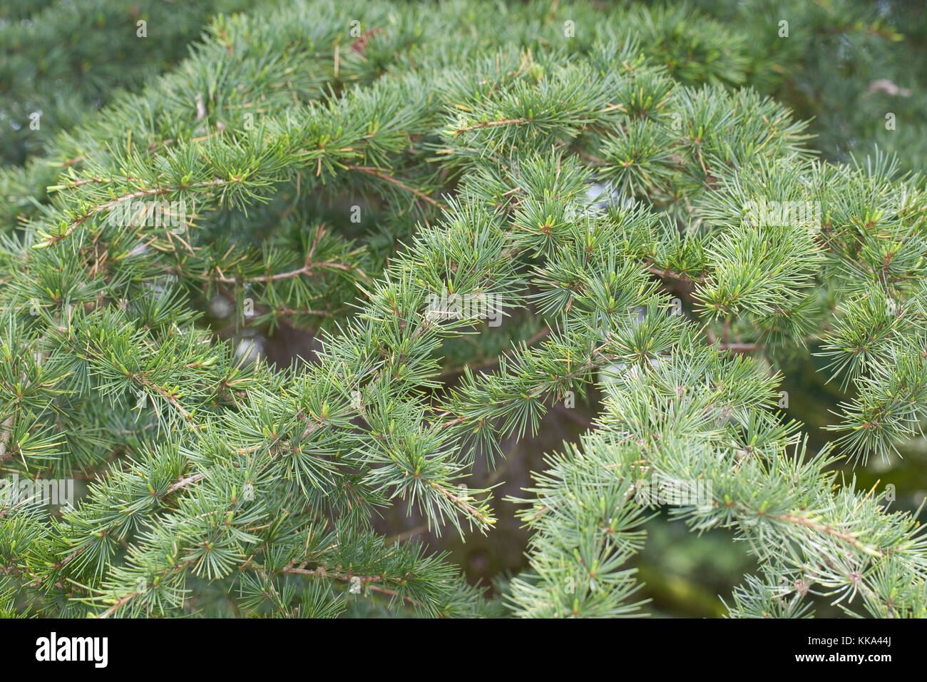 Cedrus libani syn cedrus libanotica Banque de photographies et d’images à haute résolution - Alamy