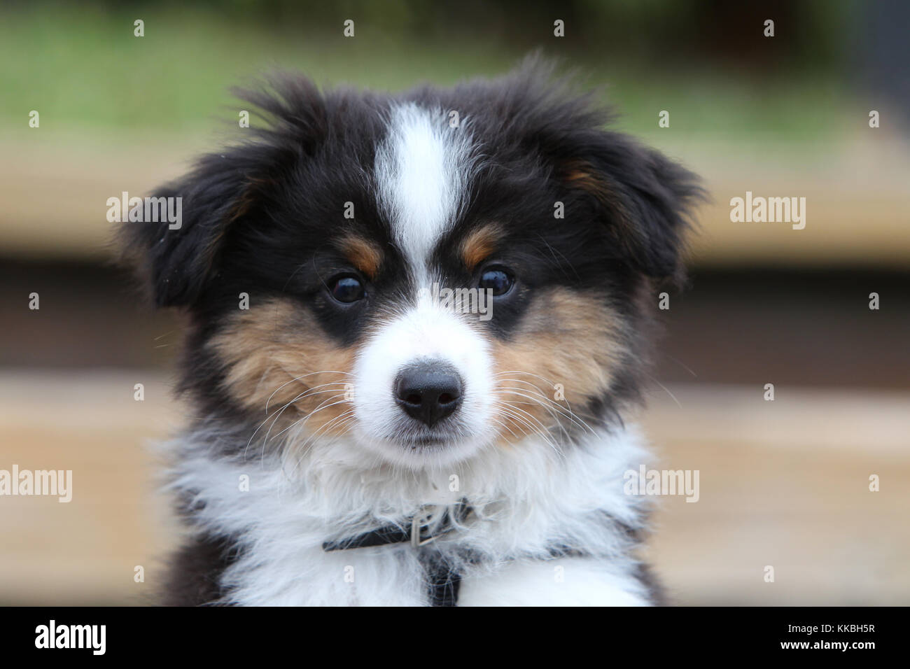 - Berger Australien miniature berger australien miniature mini aussie ...