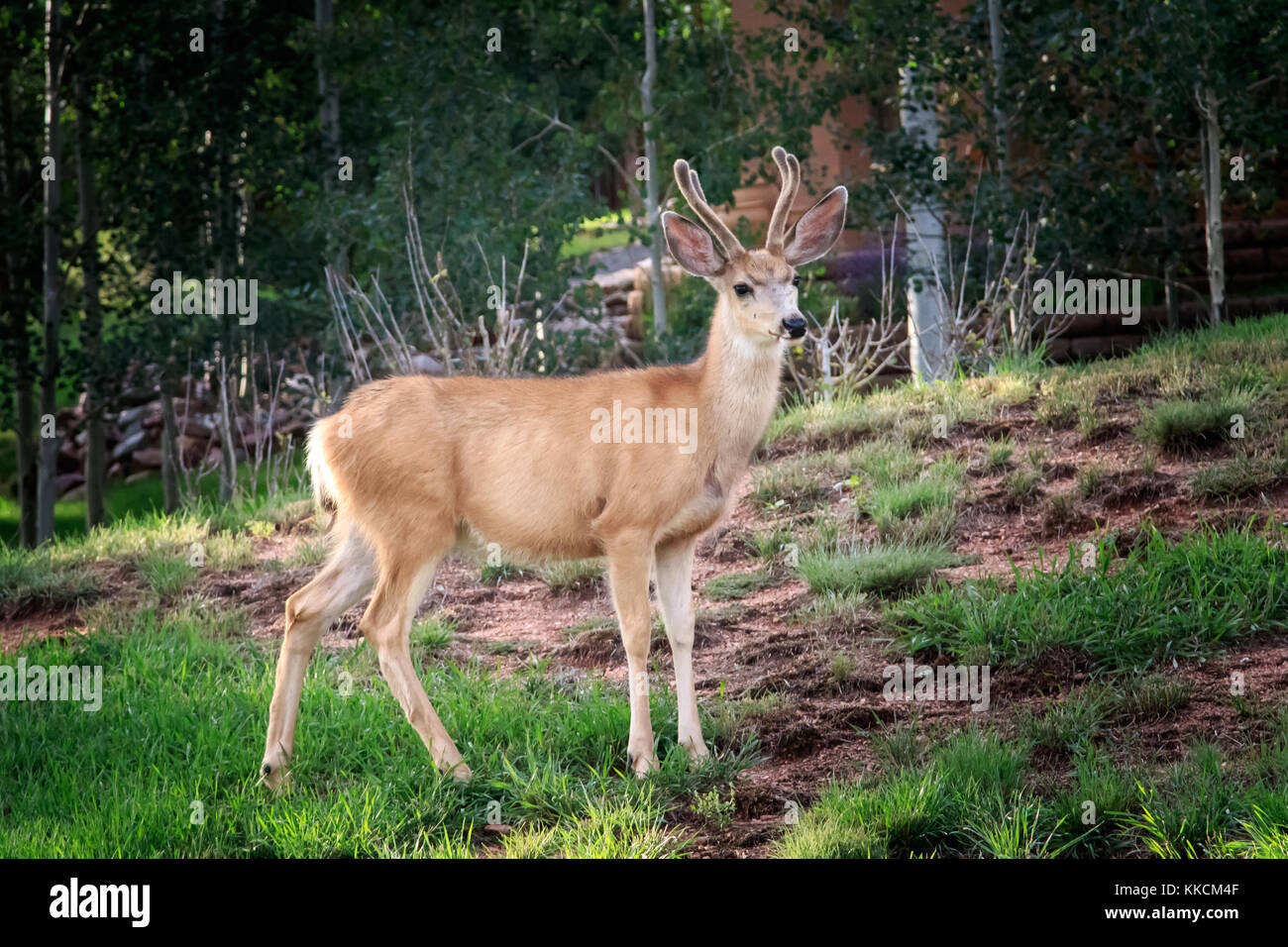 Le cerf mulet (Odocoileus hemionus) mâle en velours Photo Stock - Alamy