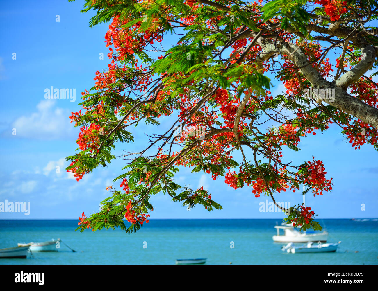 Mauritius flamboyant tree flame tree Banque de photographies et d ...
