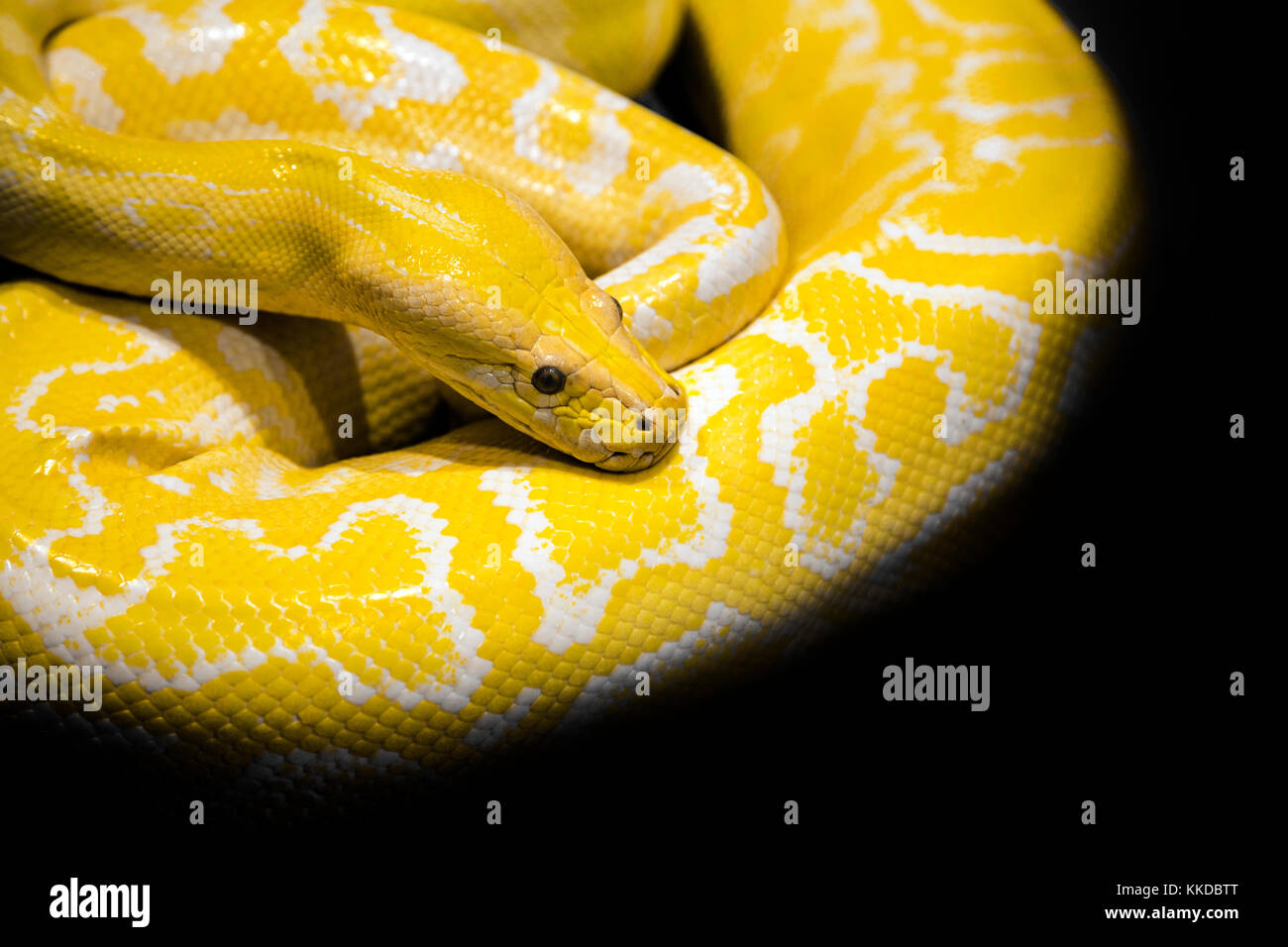 écailles de serpent albinos Banque de photographies et d’images à haute ...
