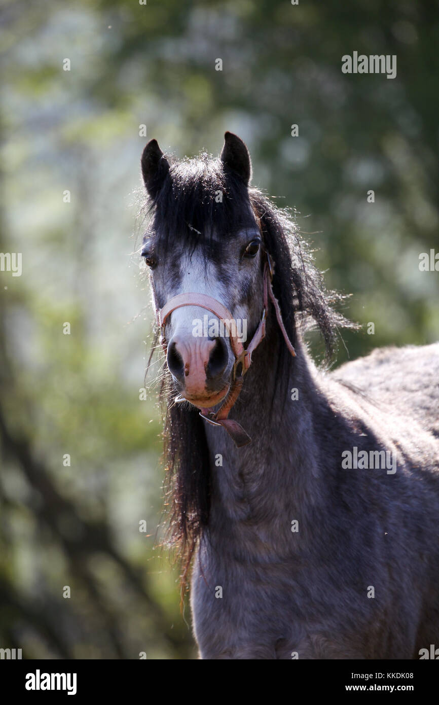Welsh section a Banque de photographies et d’images à haute résolution ...
