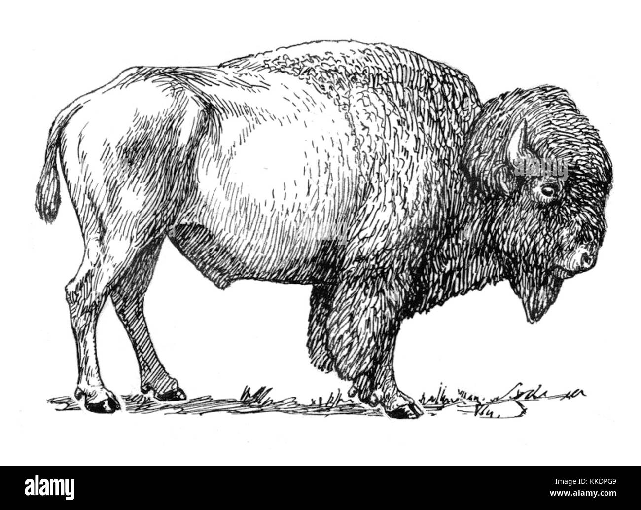 American bison bison bison illustration Banque de photographies et d ...