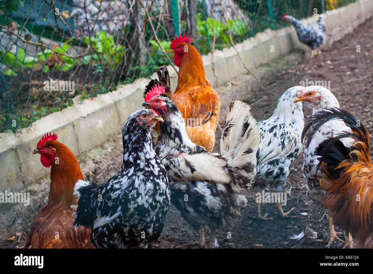 Différents types de races de poulet à la ferme Photo Stock - Alamy