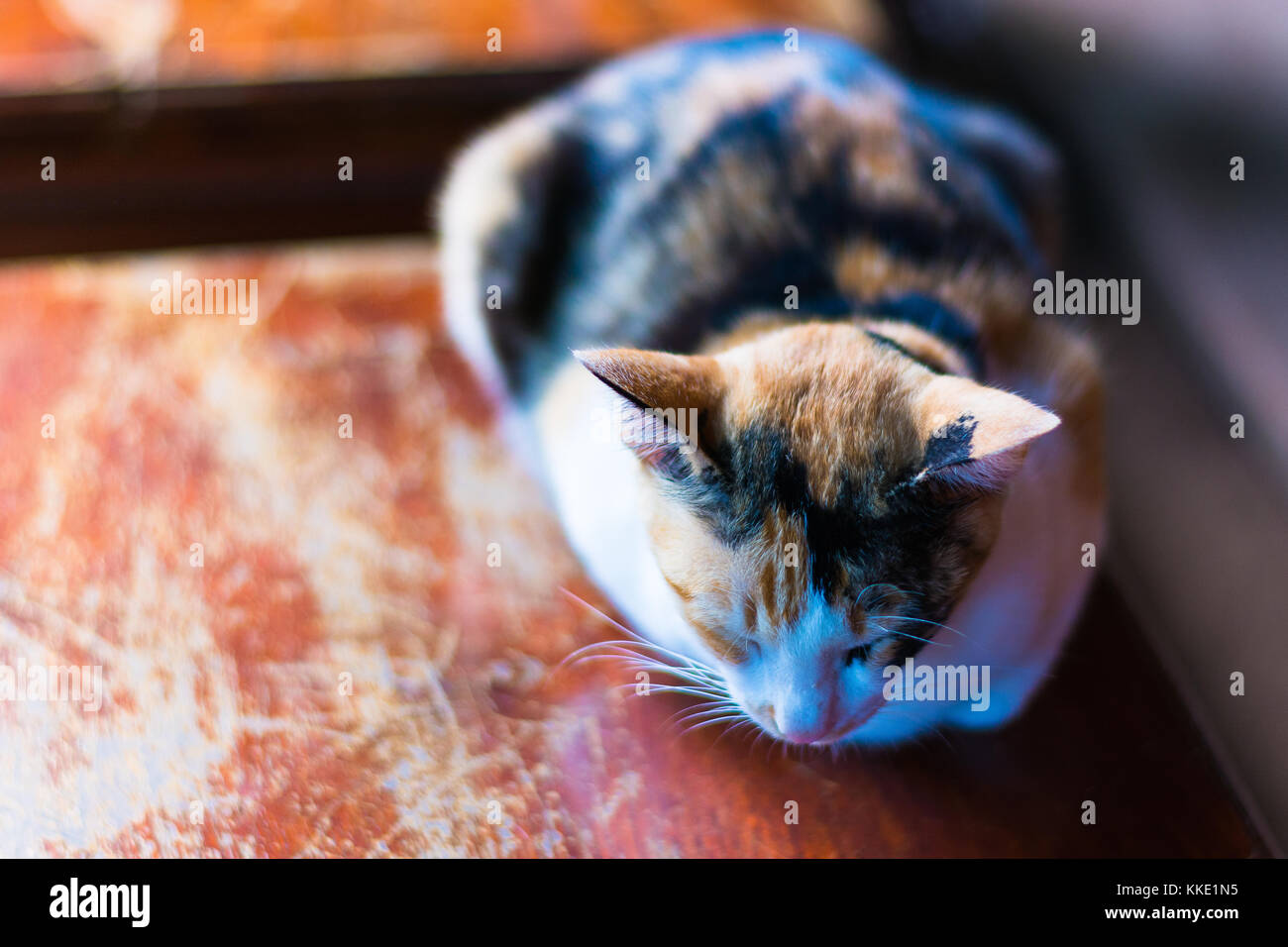 Chat sur table Banque de photographies et d’images à haute résolution ...