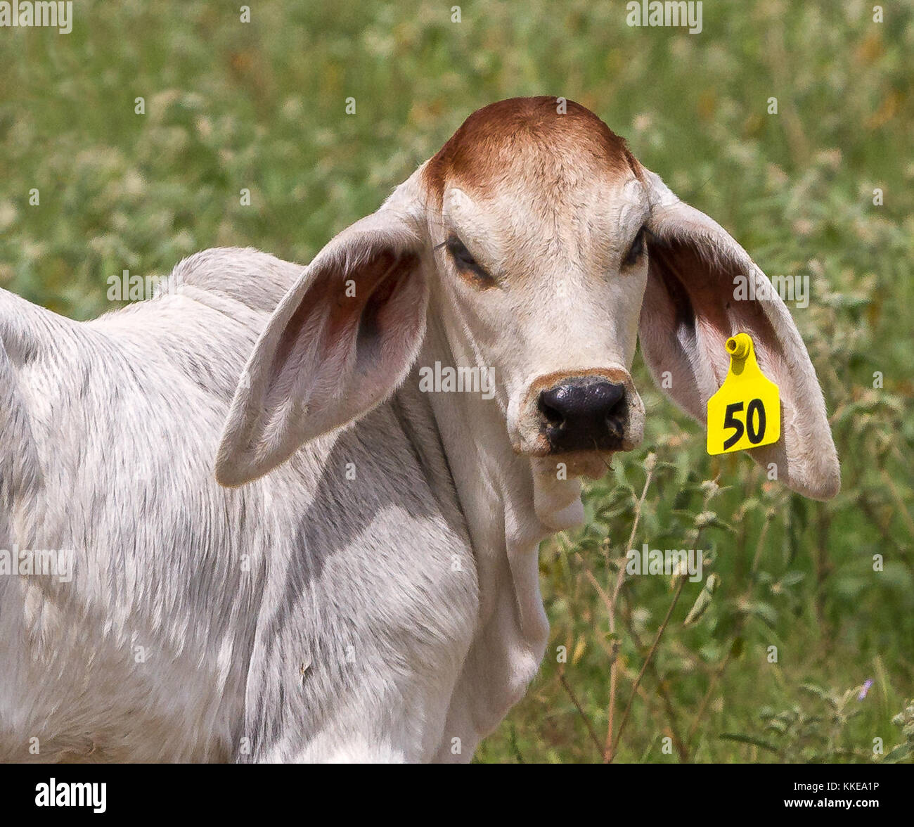 Brahma cattle Banque de photographies et d’images à haute résolution ...