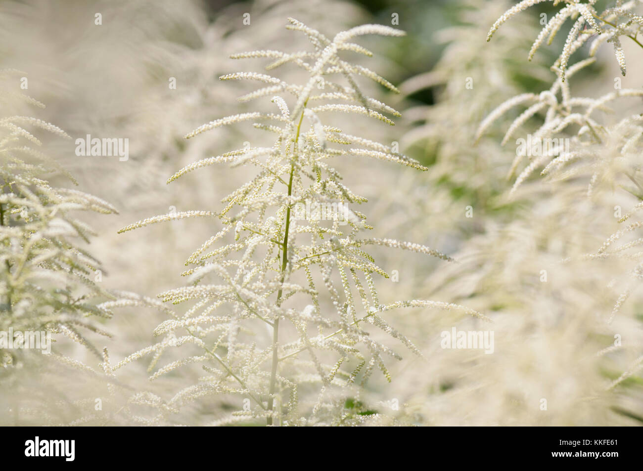 Aruncus dioicus Banque de photographies et d’images à haute résolution ...