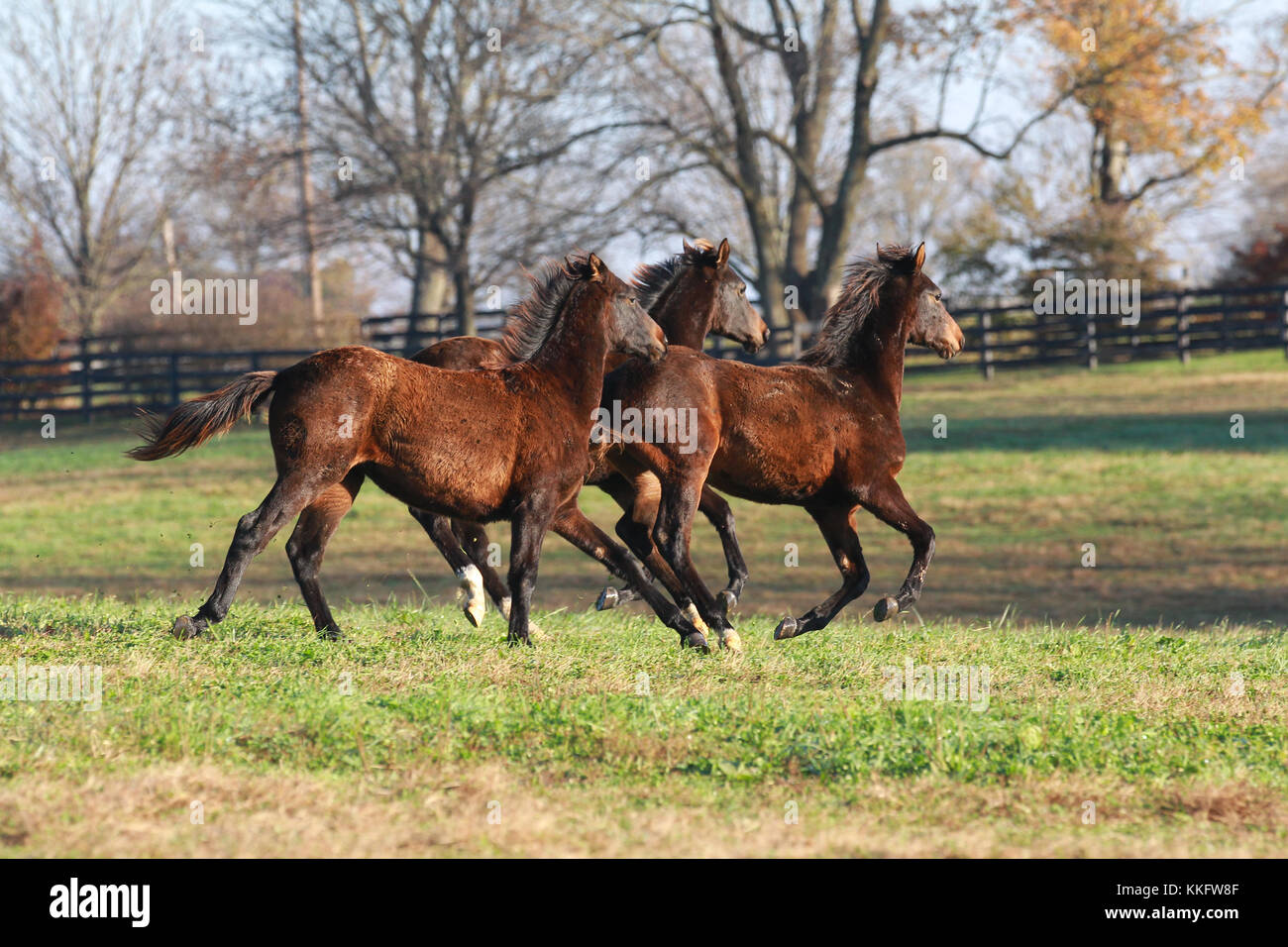 Cheval morgan Banque de photographies et d’images à haute résolution ...