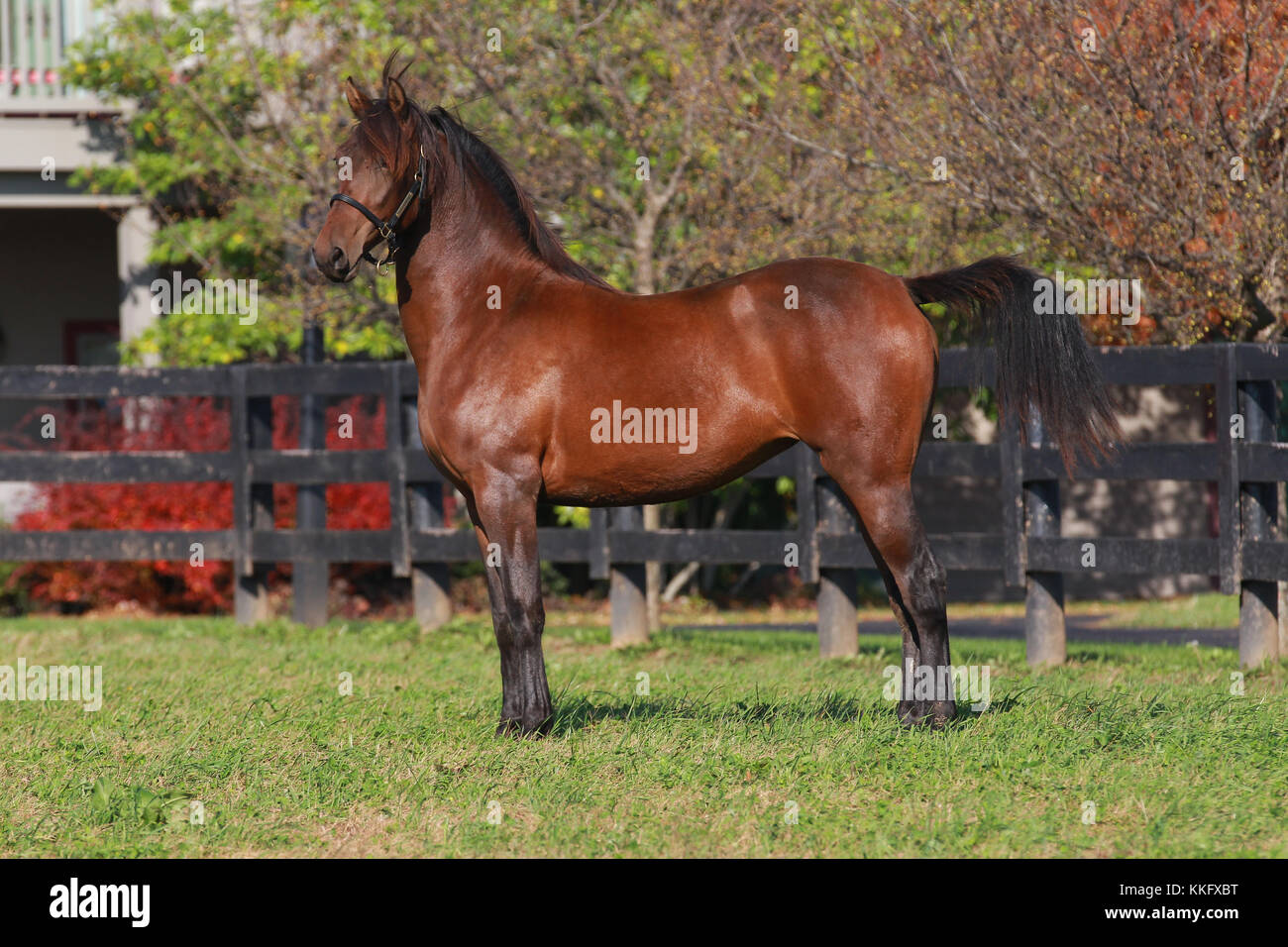 Cheval morgan Banque de photographies et d’images à haute résolution ...