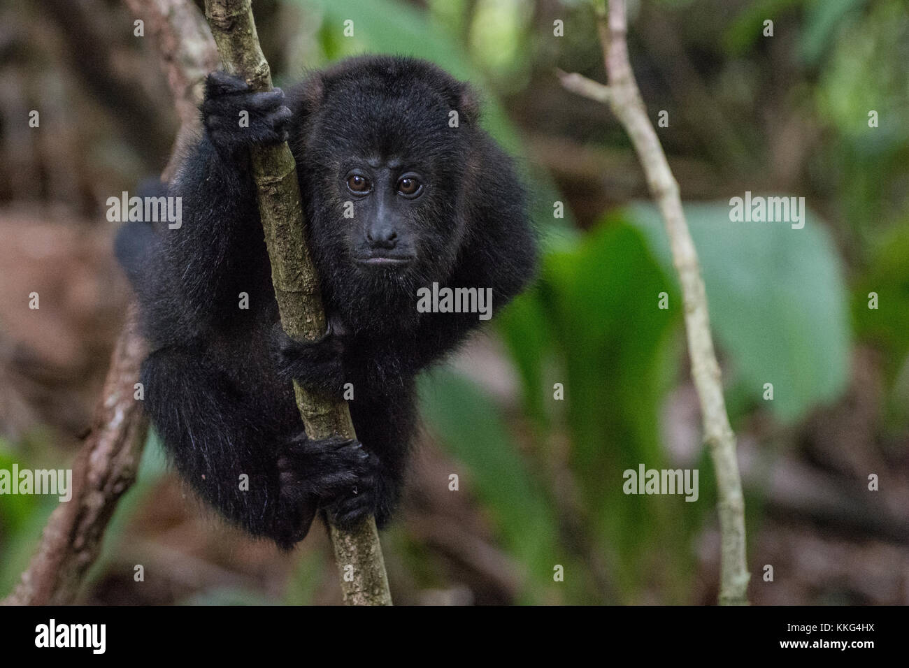 Alouatta pigra Banque de photographies et d’images à haute résolution ...
