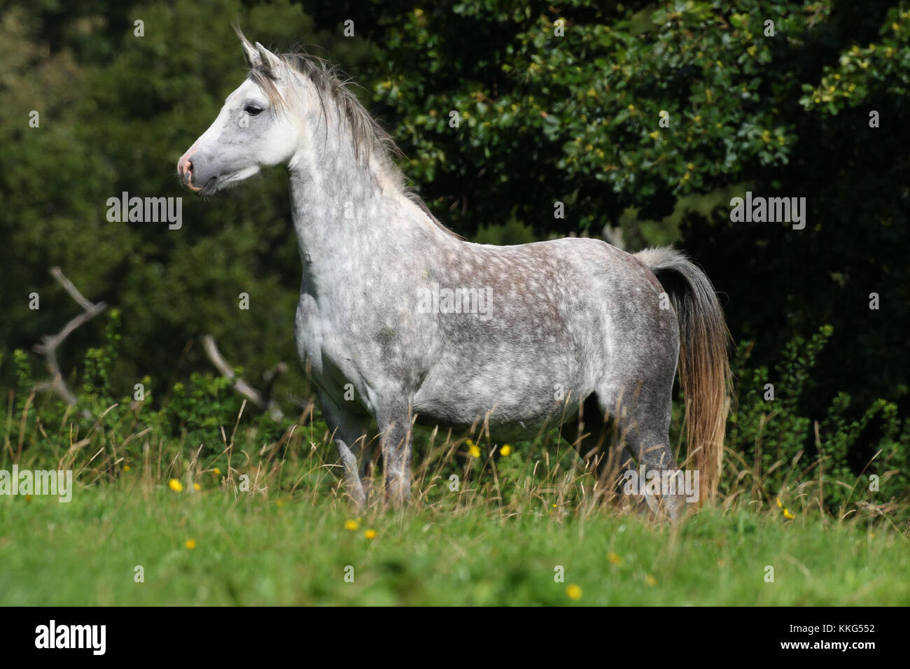 Welsh pony section b Banque de photographies et d’images à haute ...
