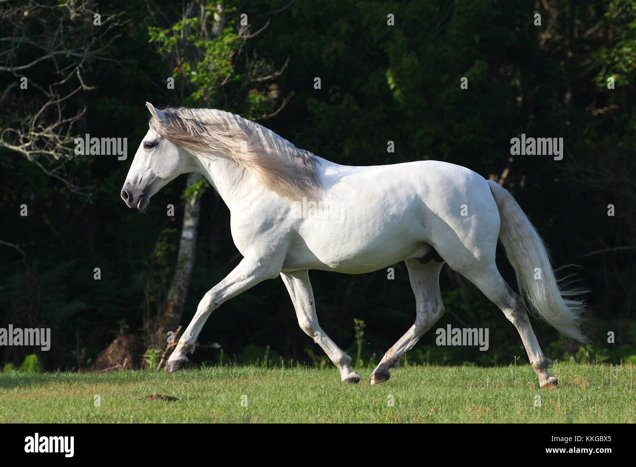 Lusitanian horse Banque de photographies et d’images à haute résolution ...