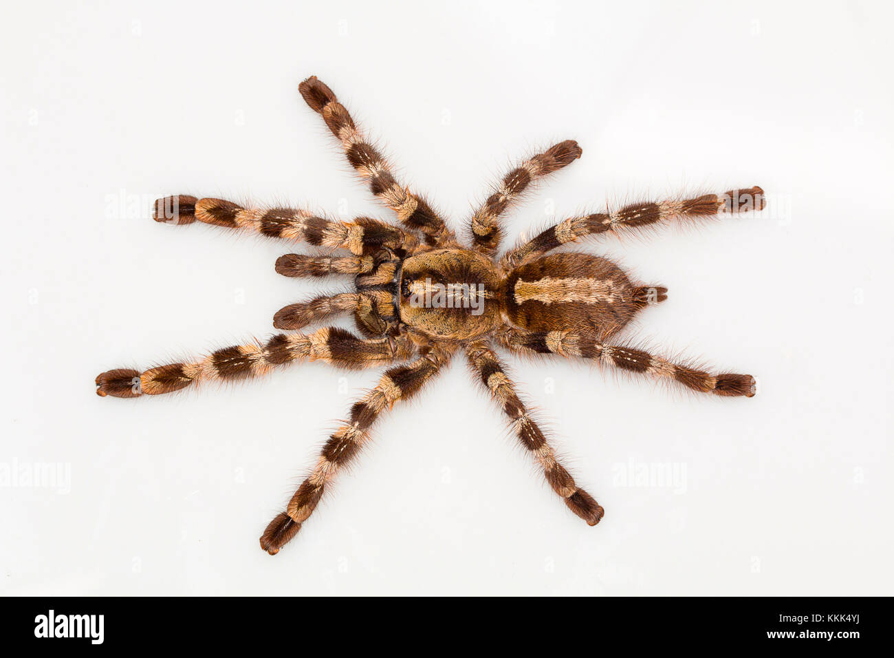Tarentule arboricole Banque de photographies et d’images à haute ...