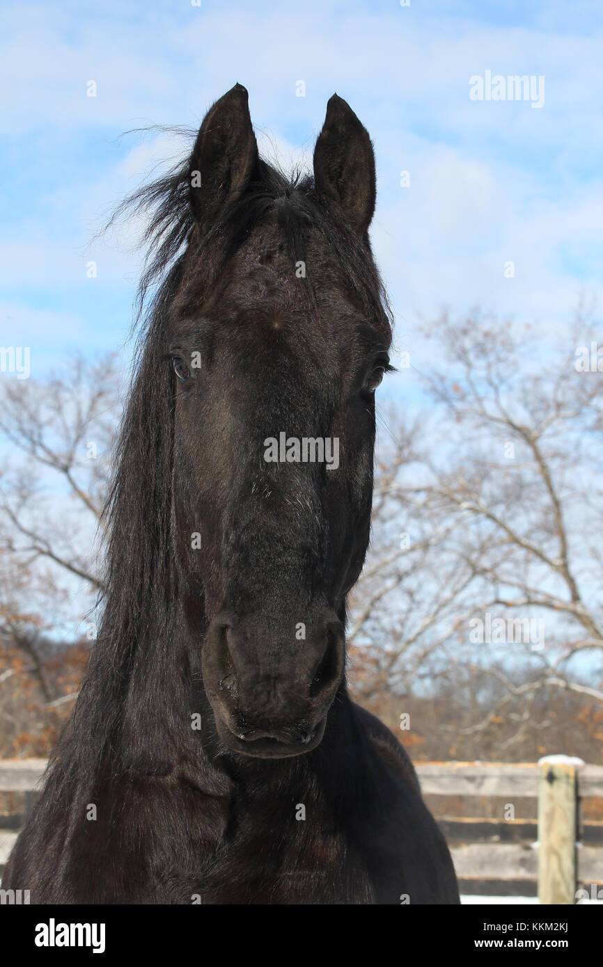 Frison cheval portrait Banque de photographies et d’images à haute ...