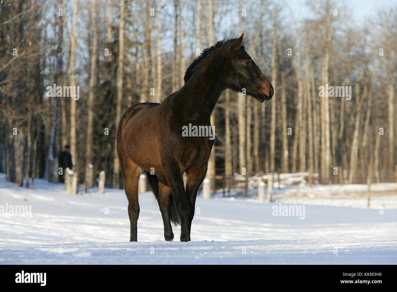 Cheval Trakehner Banque d'image et photos - Alamy