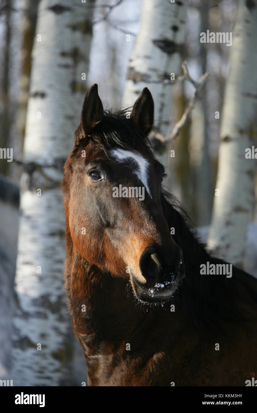 Cheval Trakehner Banque d'image et photos - Alamy