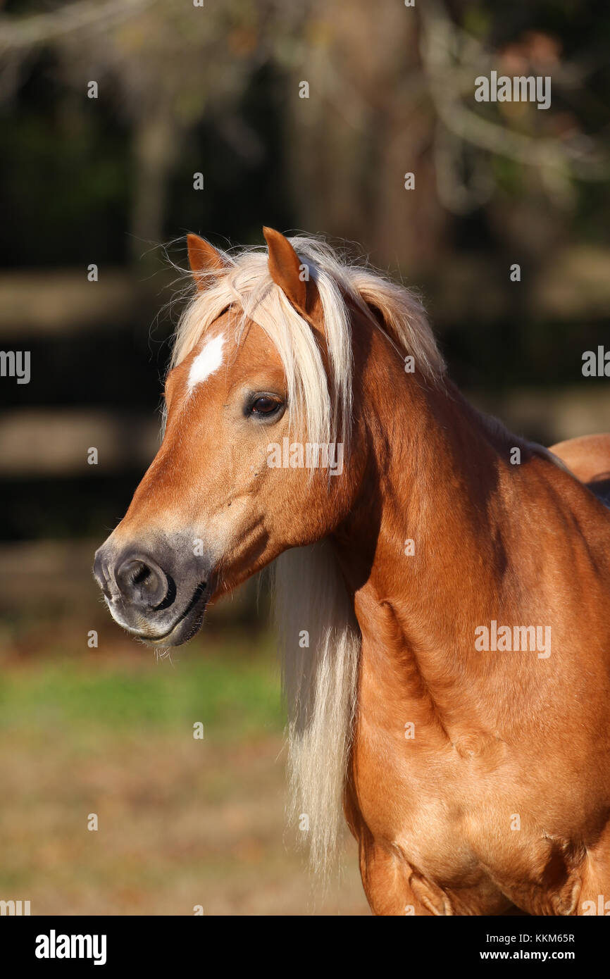 Haflinger cheval portrait Banque de photographies et d’images à haute ...