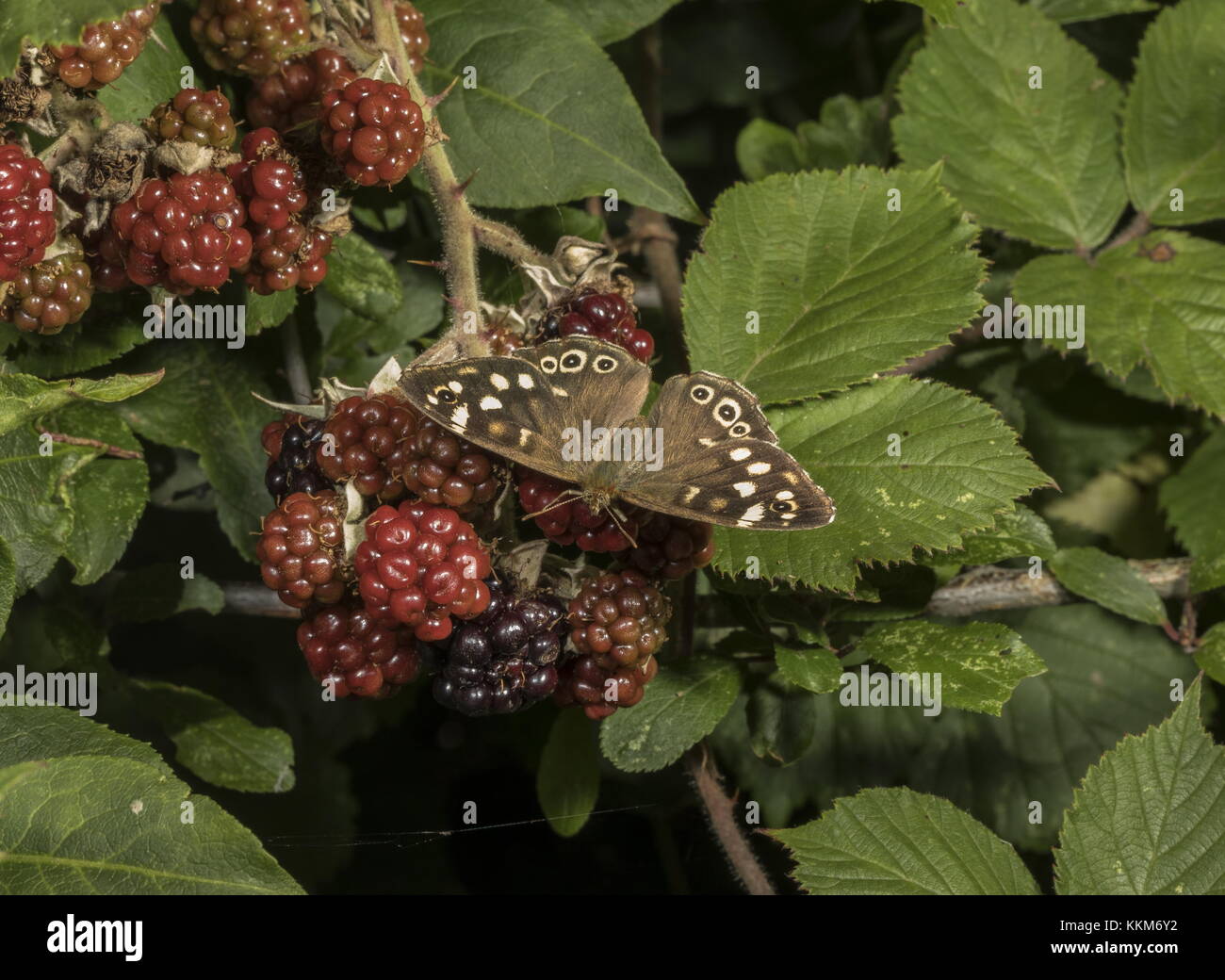 Papillons se nourrissant de fruits Banque de photographies et d’images ...