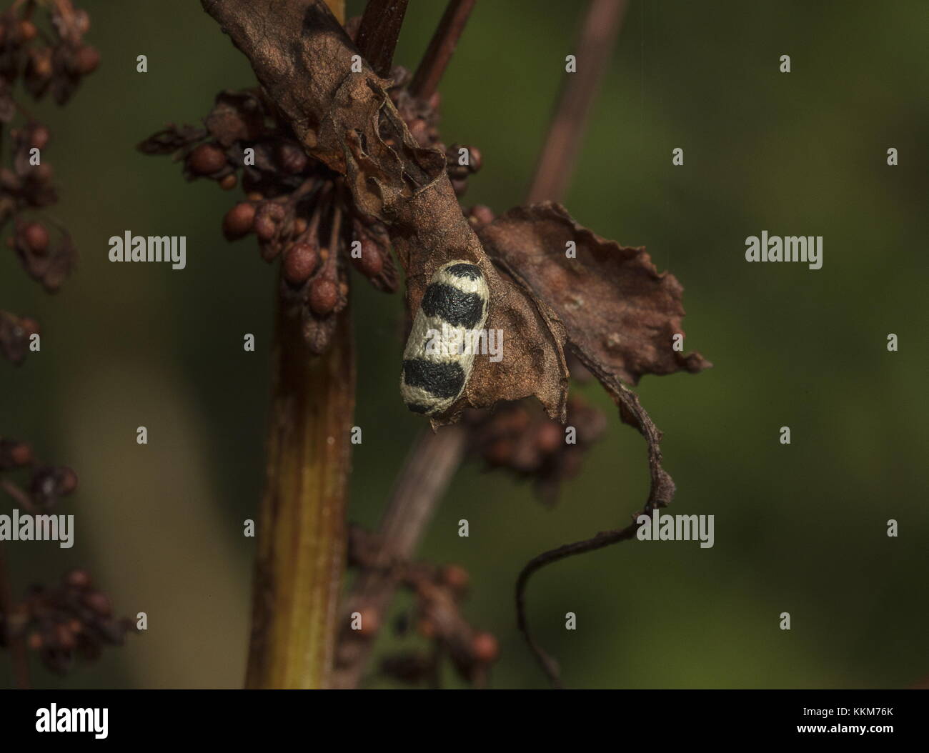 Cocon d'une guêpe parasitoïde, braconides probablement sur des feuilles ...