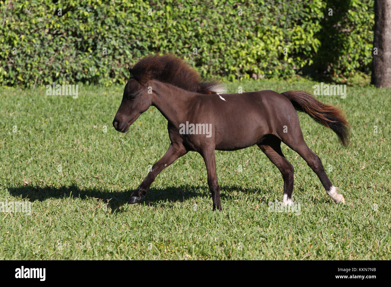 Cheval miniature Banque d'image et photos - Alamy