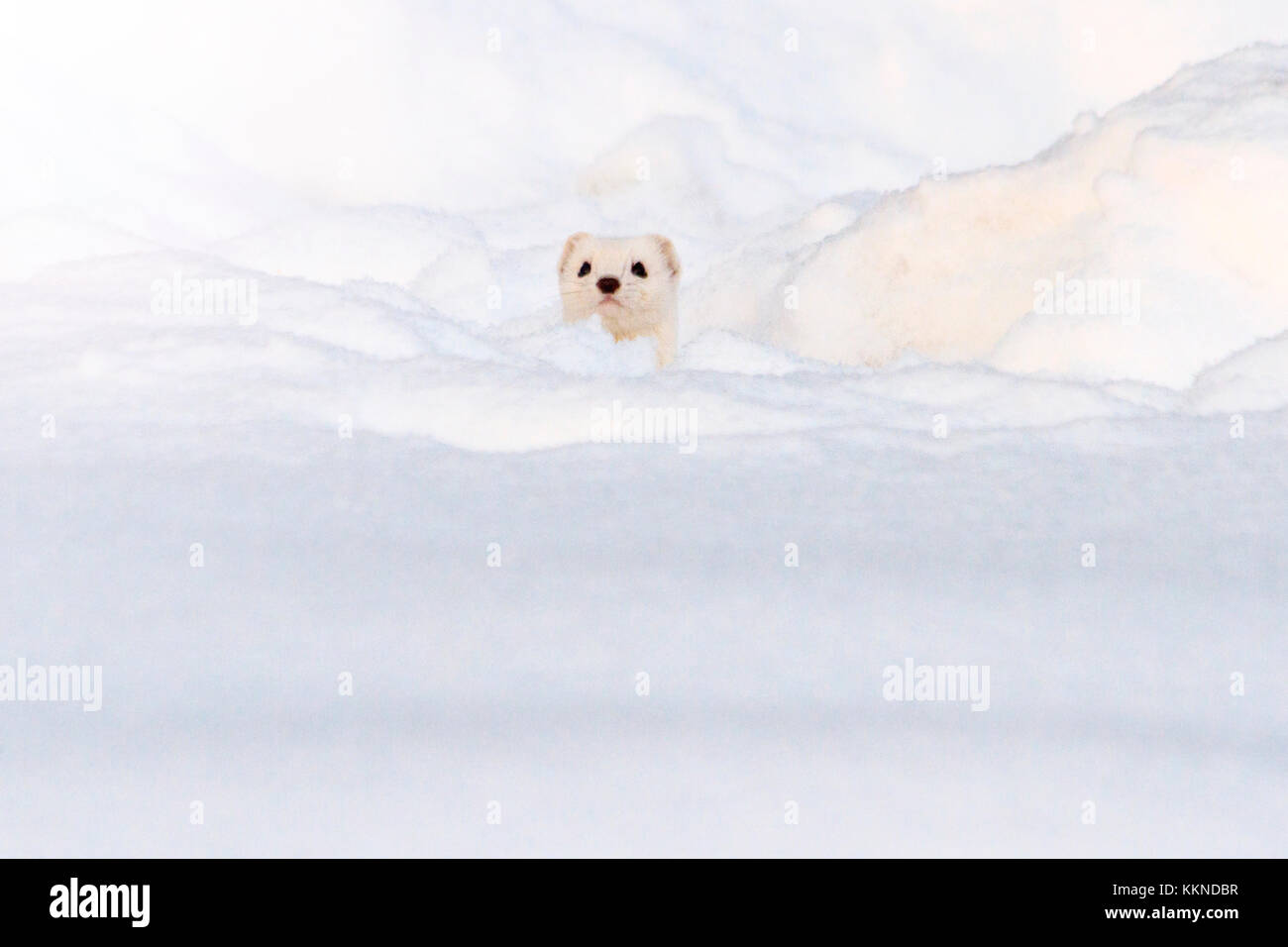 Belette blanche Banque de photographies et d’images à haute résolution ...