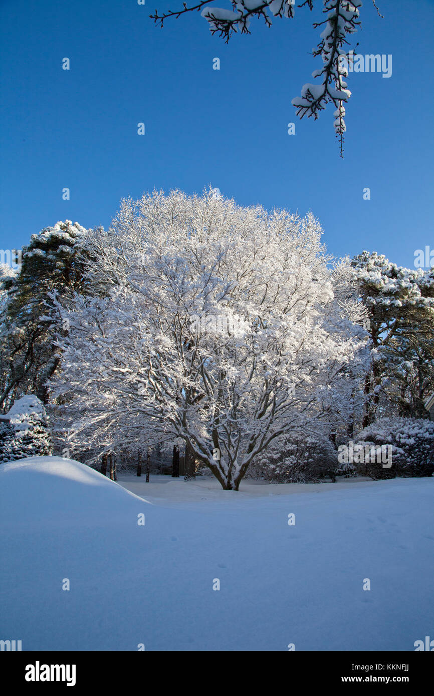 Arbre recouvert de neige Banque de photographies et d’images à haute ...