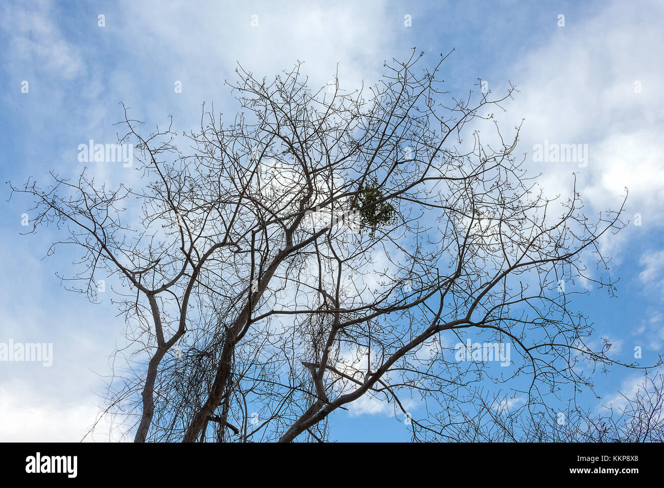 Arbre Sec, silhouette arbre sec sans feuille, branche de l'arbre avec ...