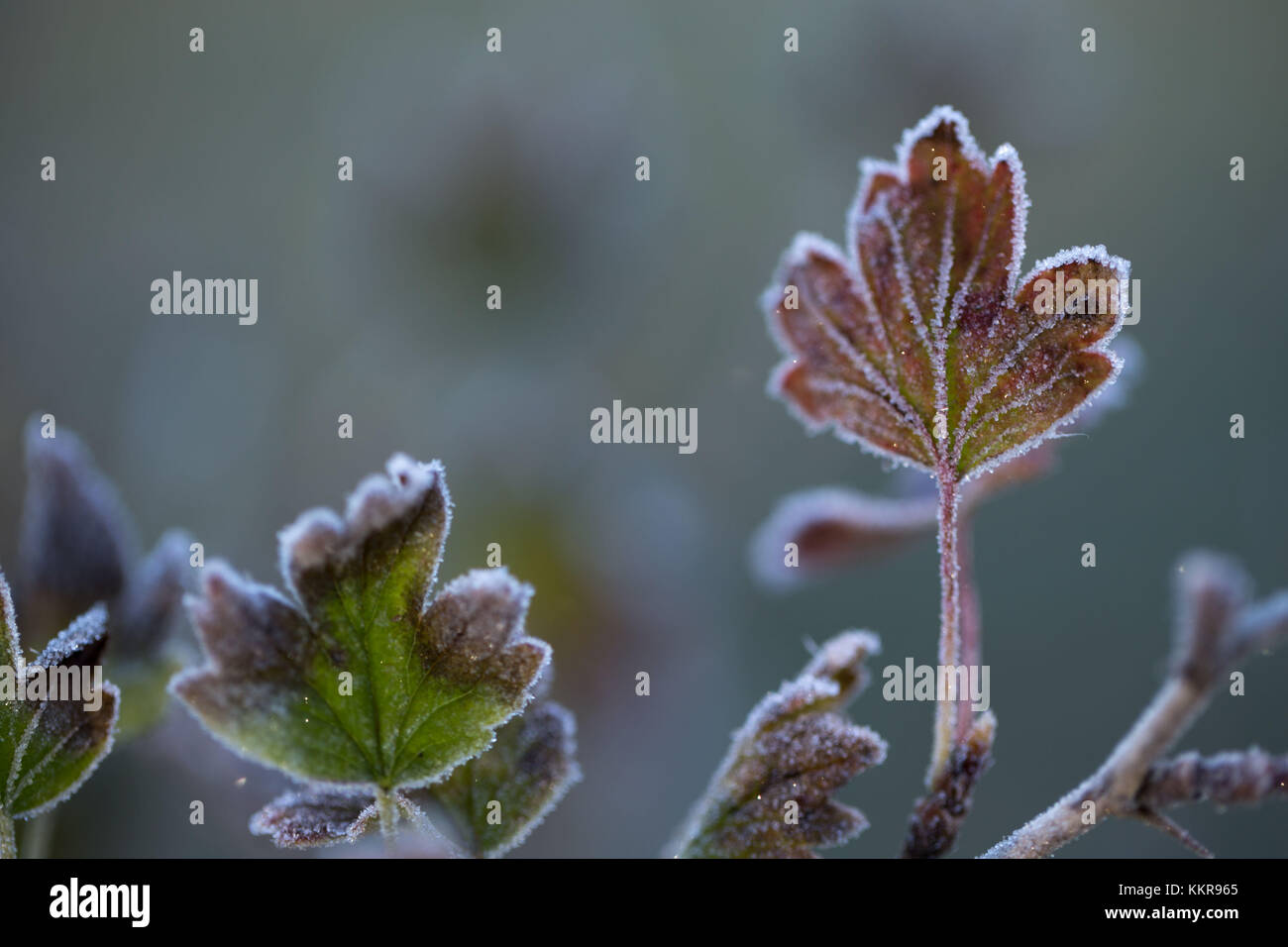Feuilles de groseille Banque de photographies et d’images à haute ...