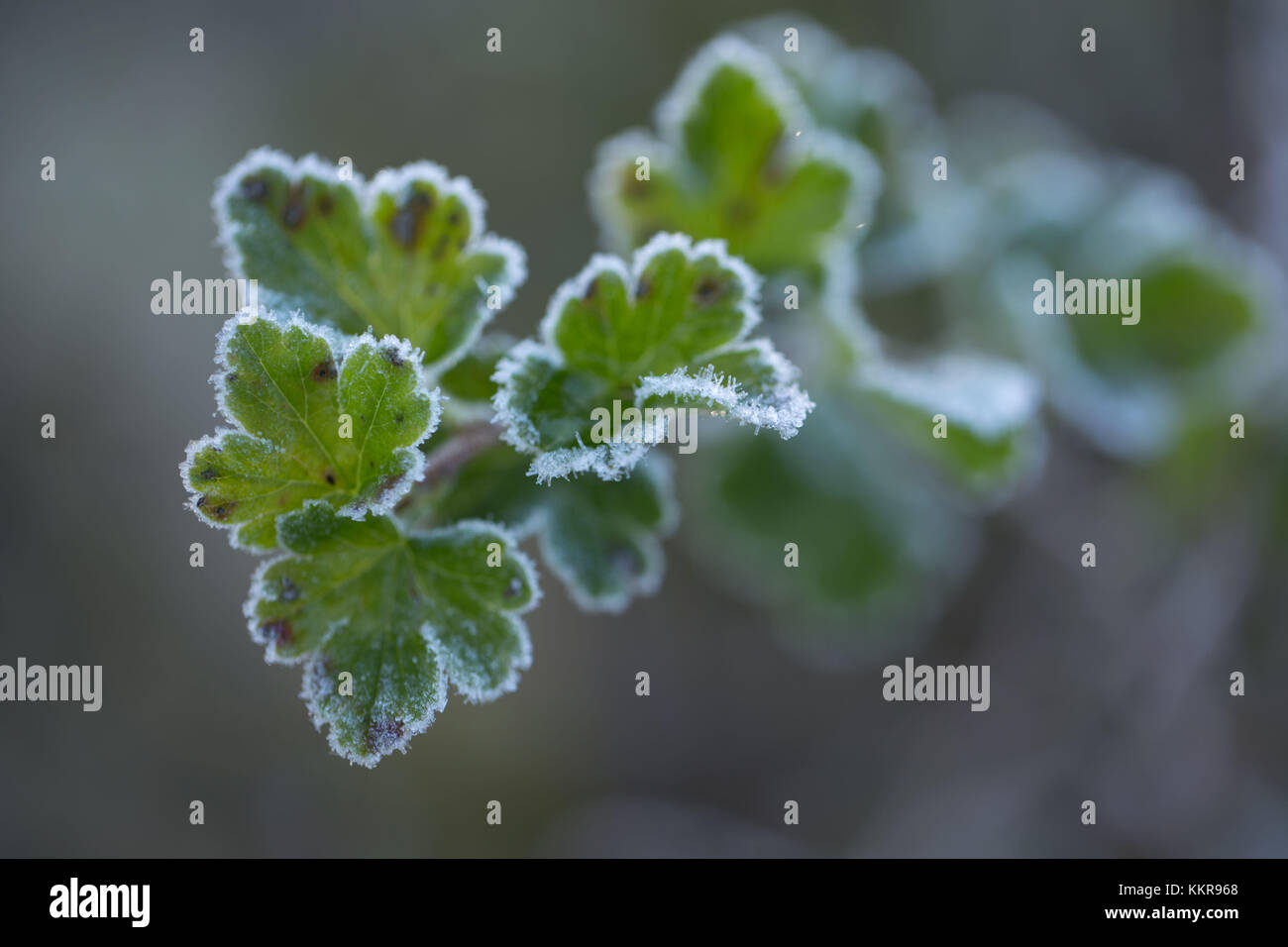 Feuilles de groseille Banque de photographies et d’images à haute ...