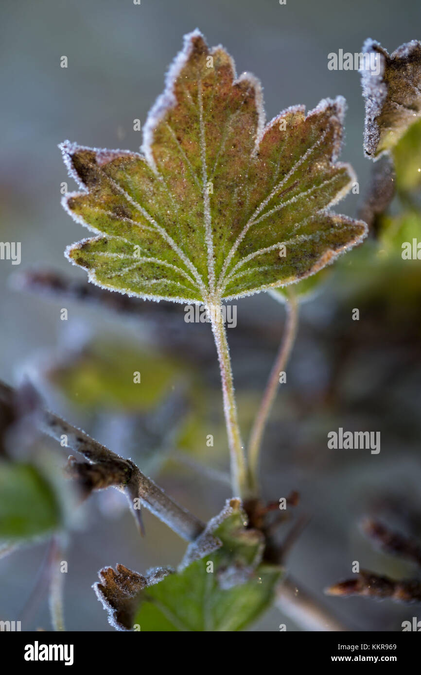 Feuille de groseille Banque d'image et photos - Alamy