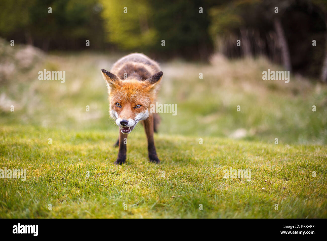 Un renard roux Banque de photographies et d’images à haute résolution ...