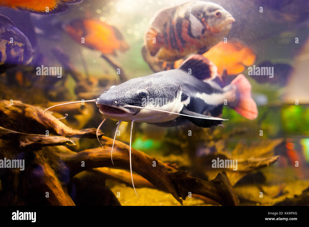 Catfish head Banque de photographies et d’images à haute résolution - Alamy