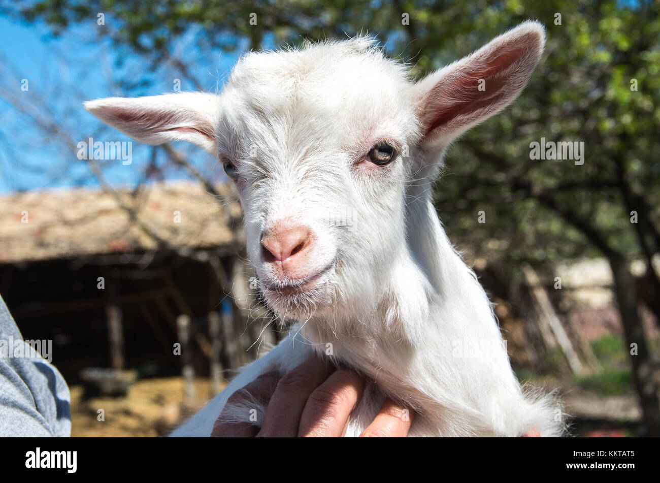 Petite chèvre blanche Banque de photographies et d’images à haute ...