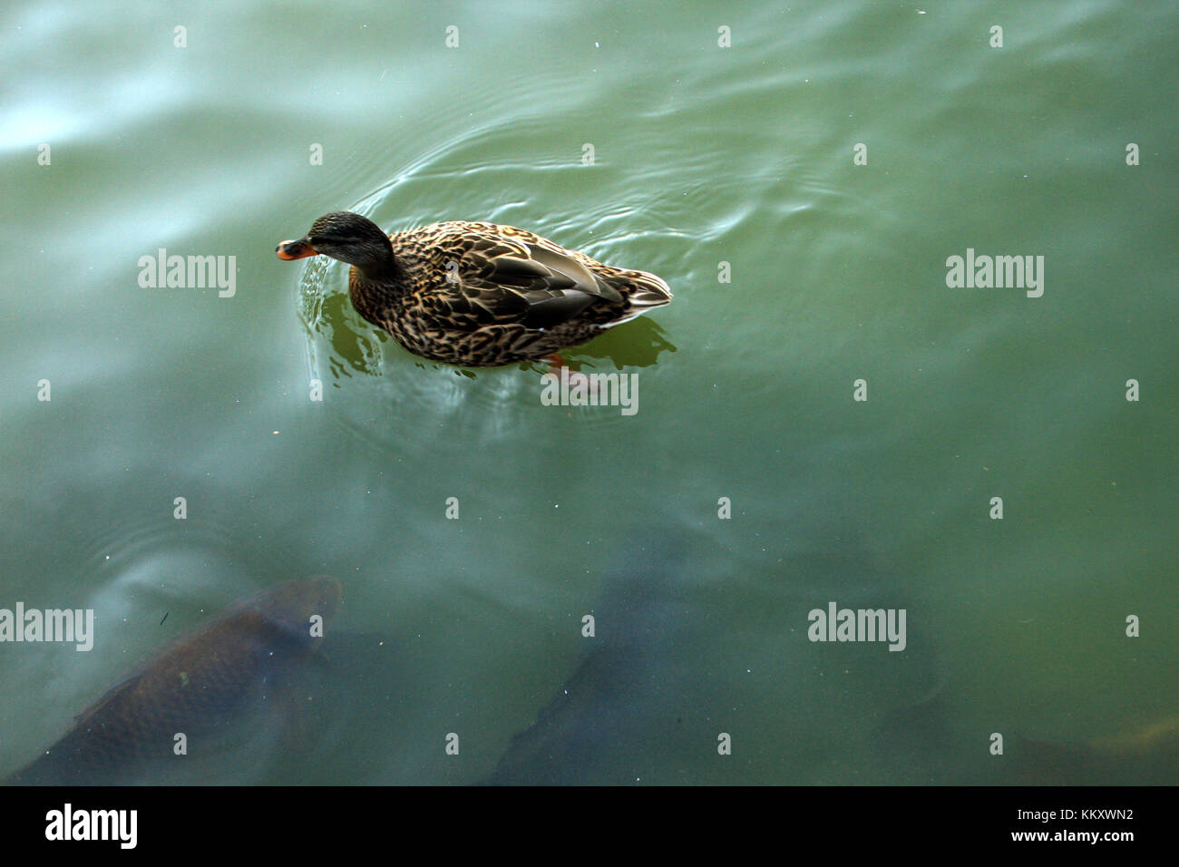 Poissons poule Banque de photographies et d’images à haute résolution ...
