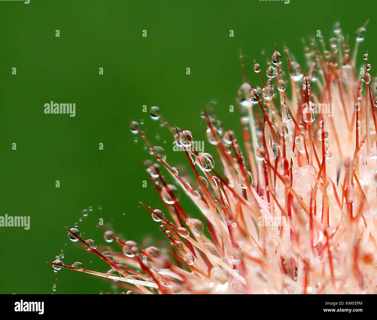De minuscules gouttelettes d'eau conseils enfilés sur des épines de ...