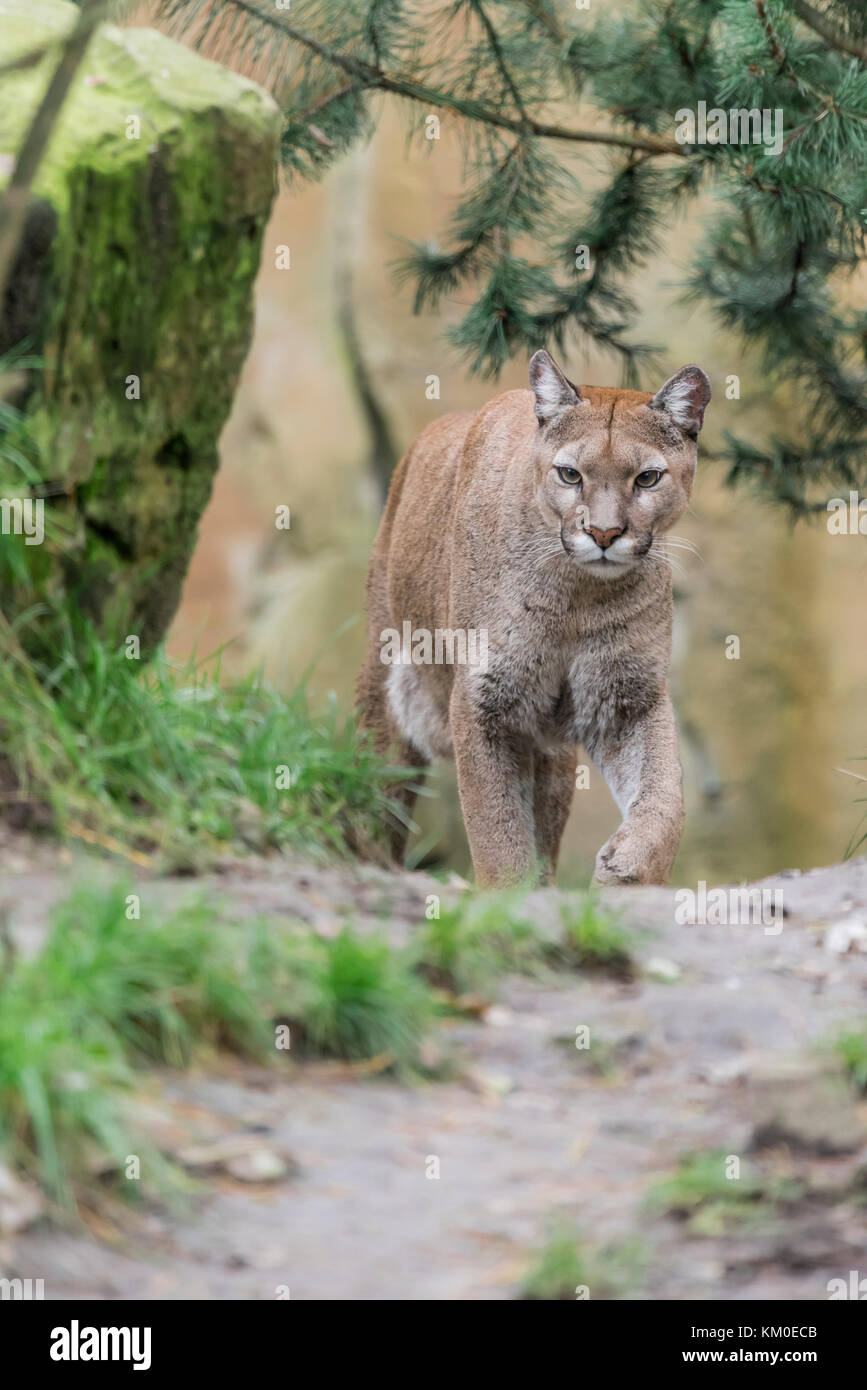 Puma puma concolor Banque de photographies et d’images à haute ...
