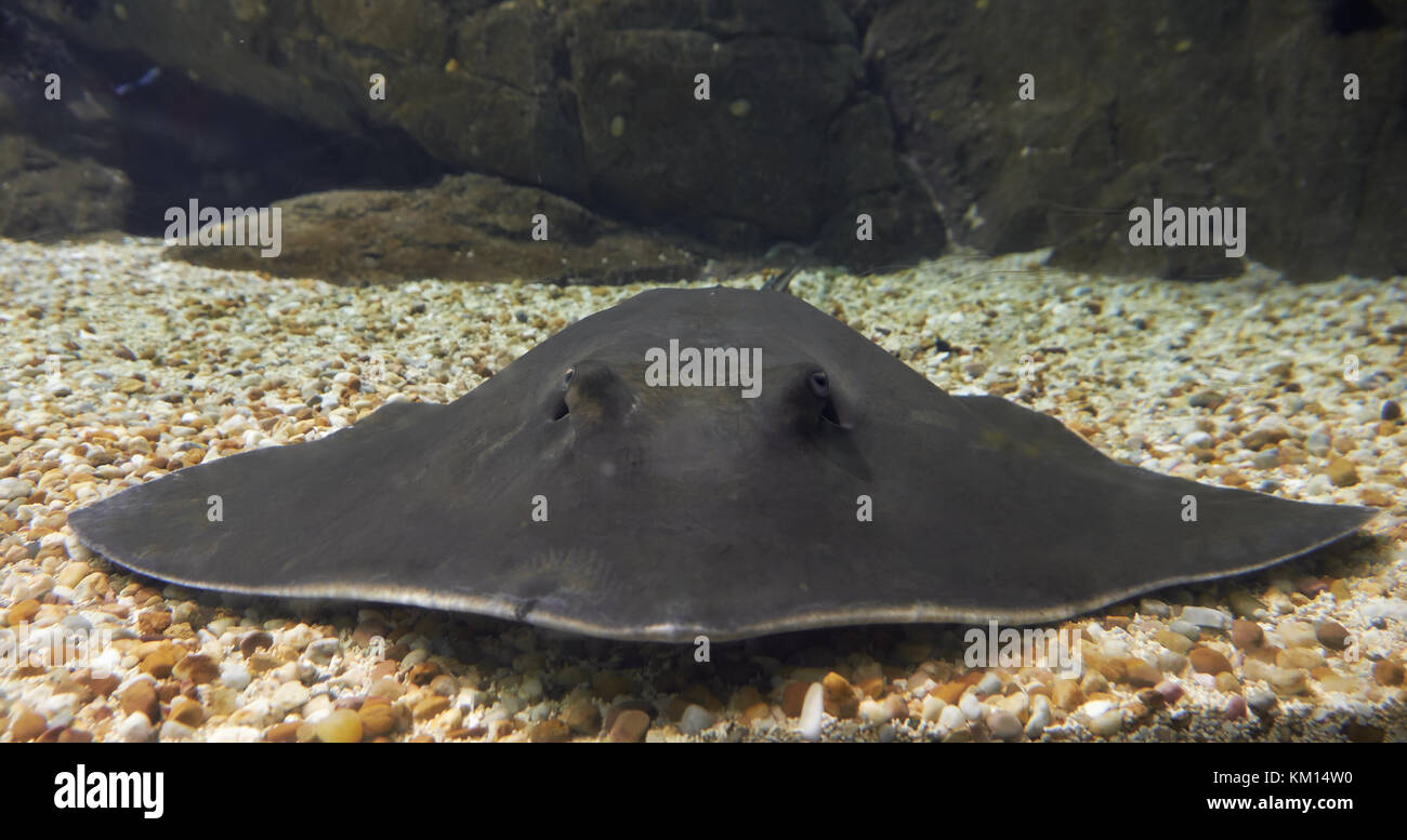 Stingray et poissons tropicaux Banque de photographies et d’images à ...