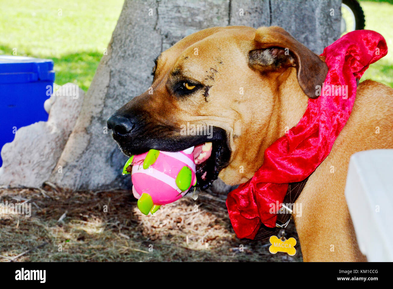 Chien qui louche Banque de photographies et d’images à haute résolution ...