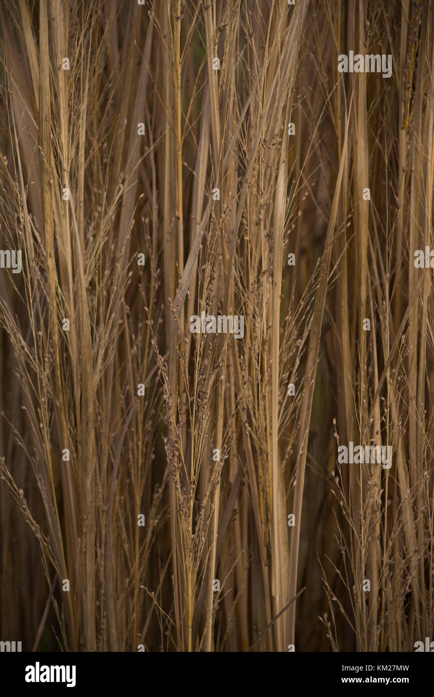 Panicum virgatum winter 'northwind' Banque de photographies et d’images ...