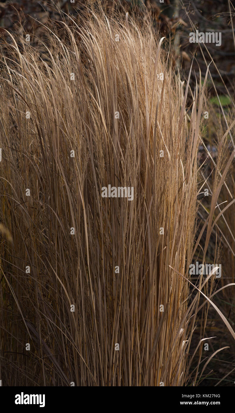 Panicum virgatum winter 'northwind' Banque de photographies et d’images ...