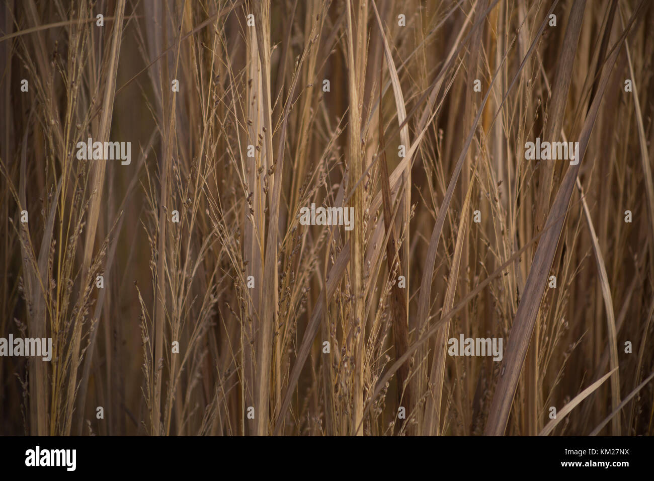Panicum virgatum winter 'northwind' Banque de photographies et d’images ...