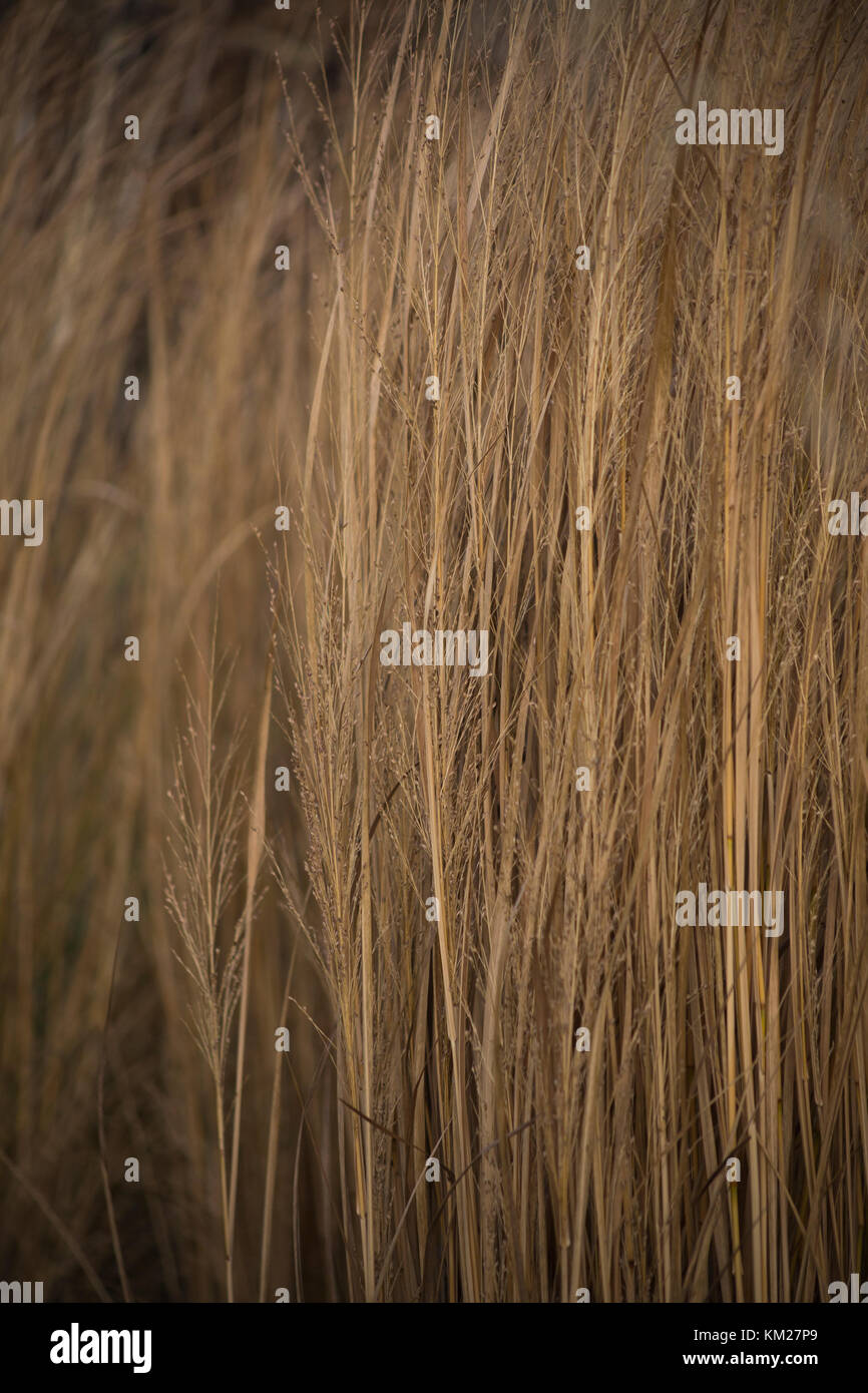 Panicum virgatum winter 'northwind' Banque de photographies et d’images ...